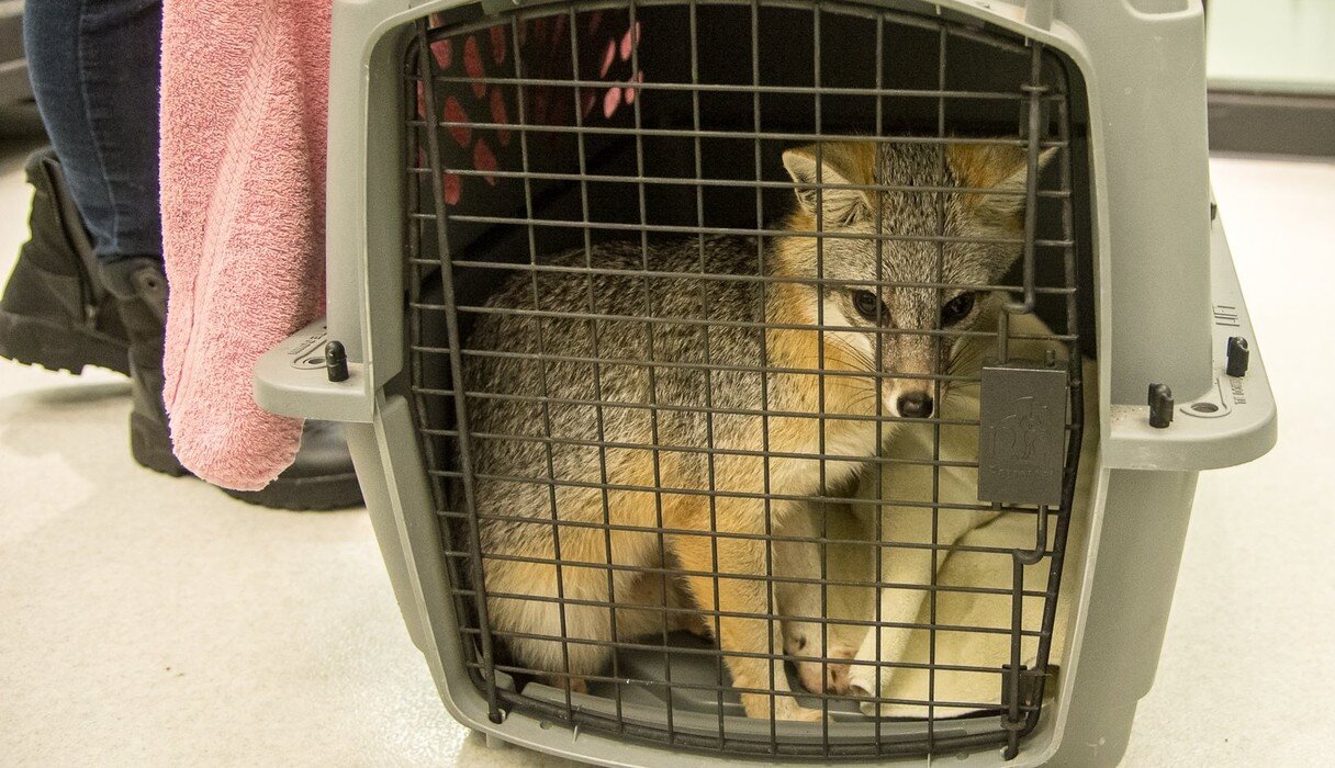 Rescuers Discover Baby Fox Desperately Crying For His Mom - The Dodo
