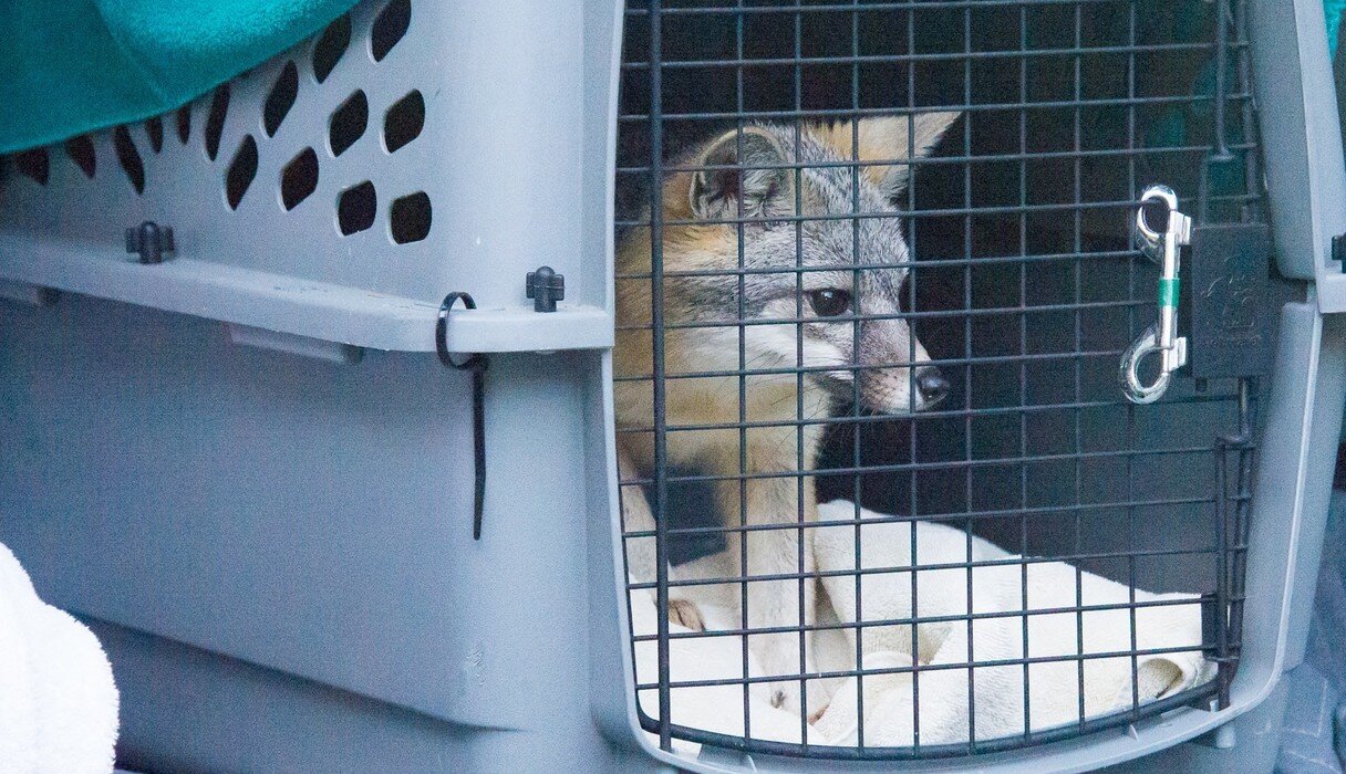 Rescuers Discover Baby Fox Desperately Crying For His Mom - The Dodo