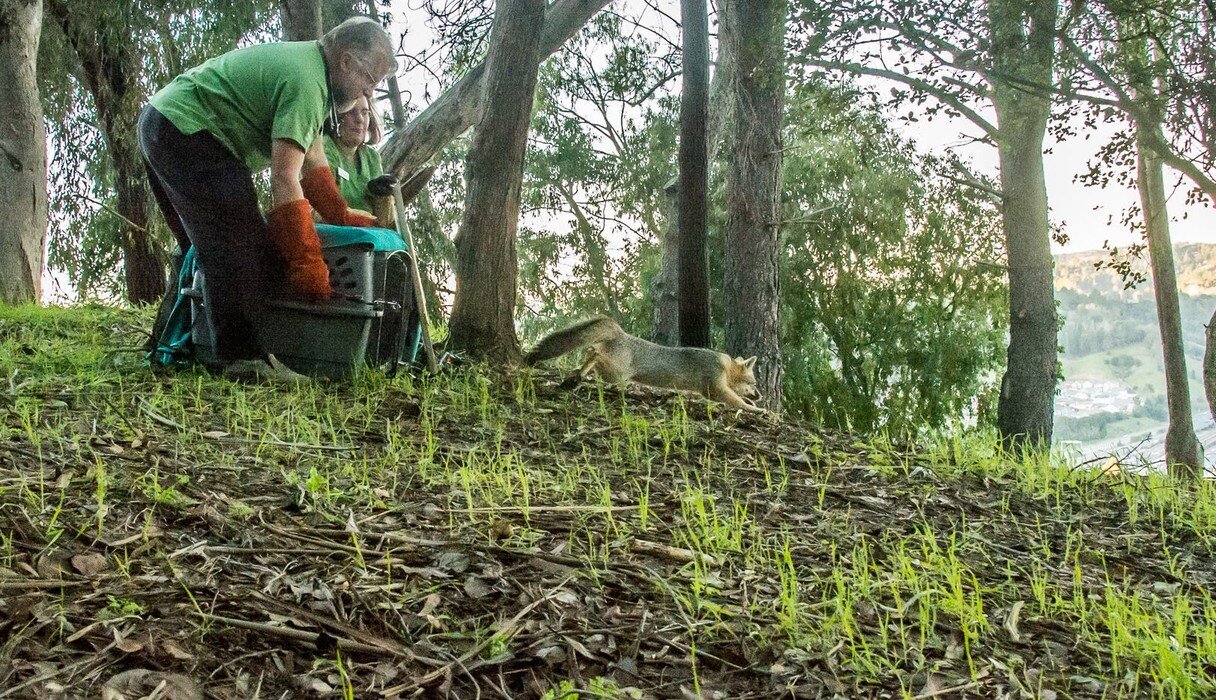 Rescuers Discover Baby Fox Desperately Crying For His Mom - The Dodo