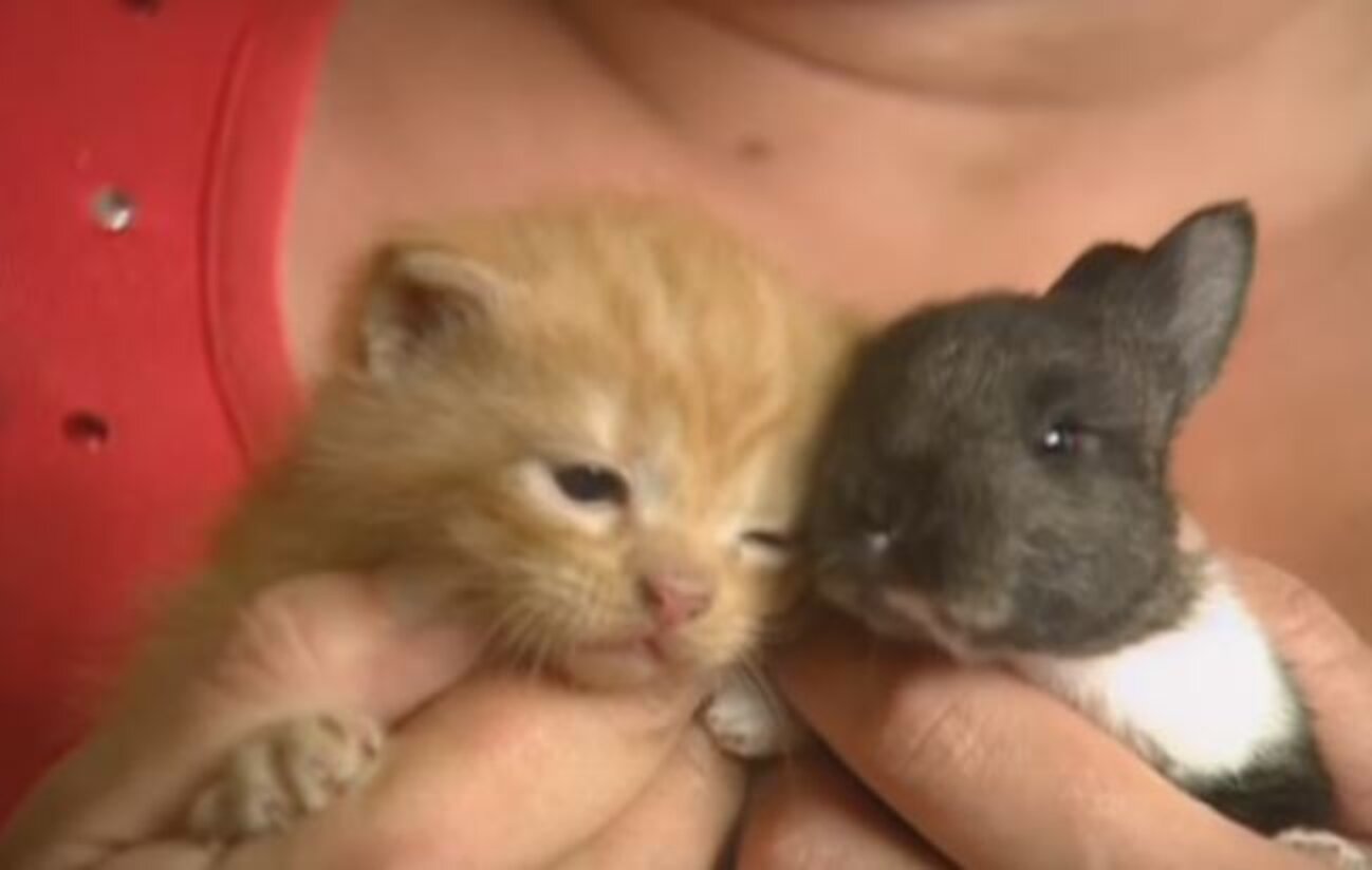 Cat Finds Baby Rabbit On The Sofa And Decides To Keep Her - The Dodo