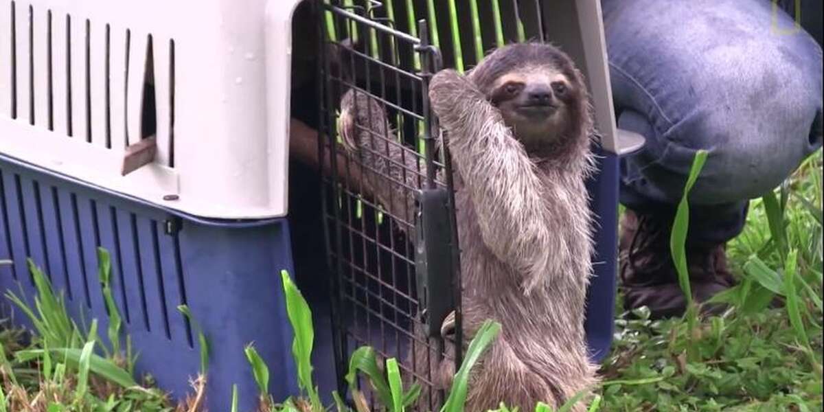 Orphaned Sloth Takes His Very First Steps Back Into The Wild - The Dodo