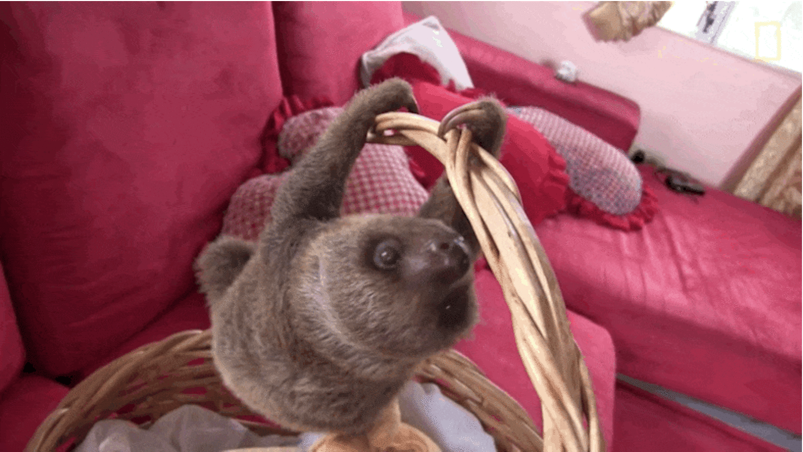 Orphaned Sloth Takes His Very First Steps Back Into The Wild - The Dodo