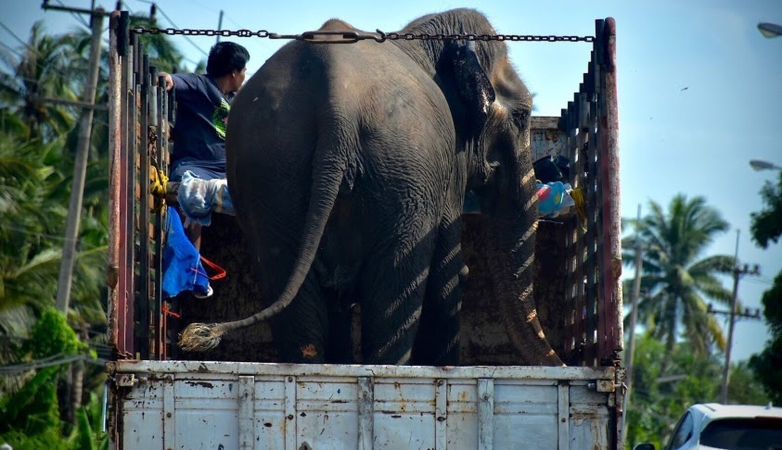 Elephant Chained For 45 Years Has No Idea She's About To Be Free - The Dodo