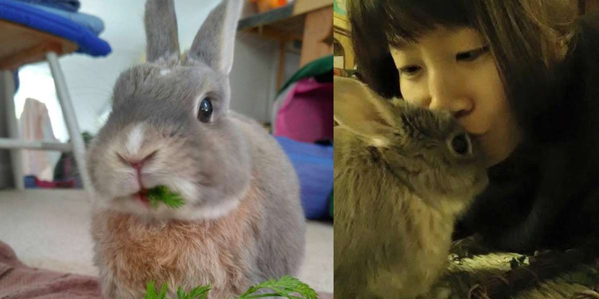 I Adopted A 'Broken' Shelter Pet, And She Changed My Life - The Dodo