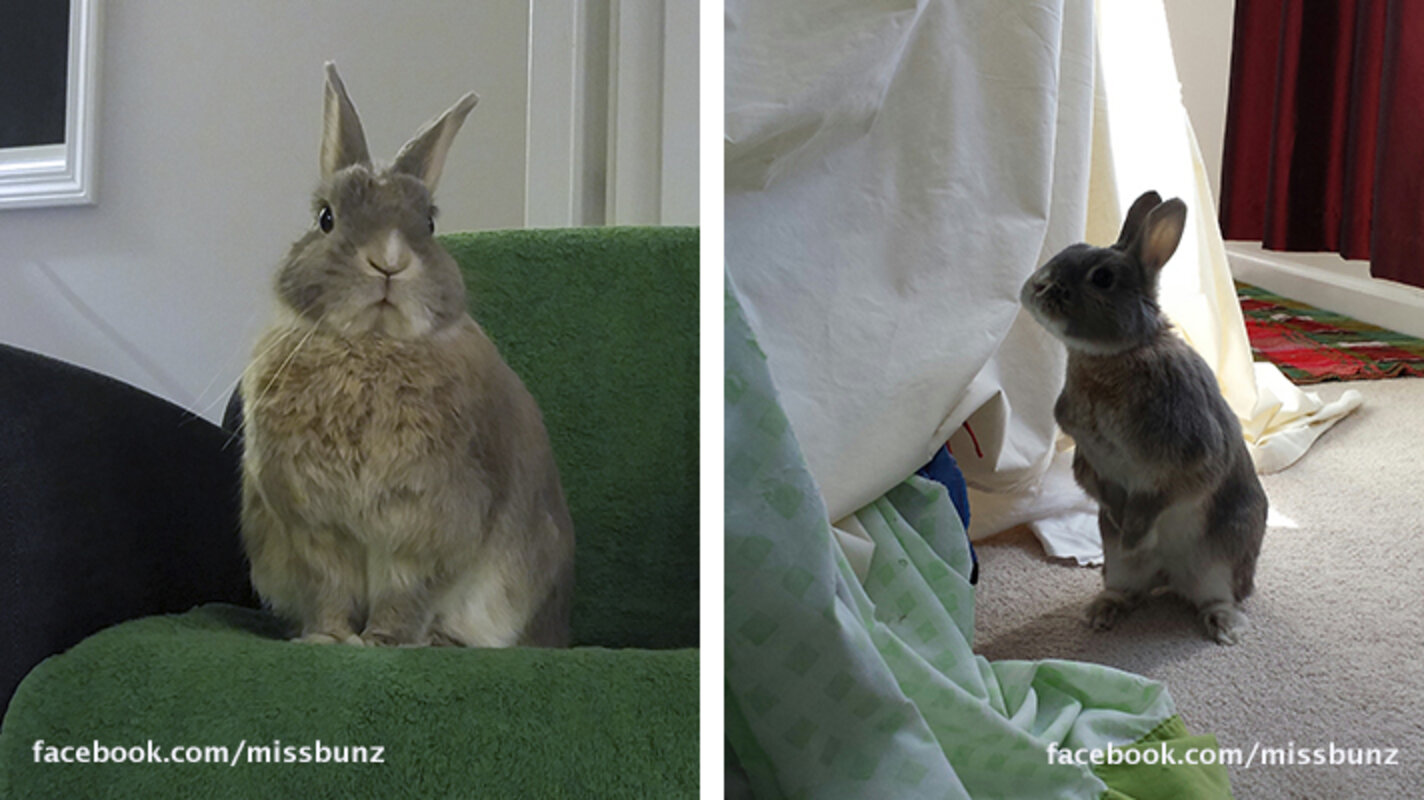 I Adopted A 'Broken' Shelter Pet, And She Changed My Life - The Dodo