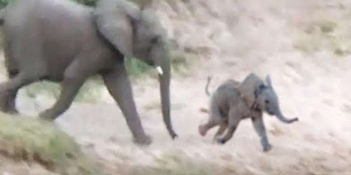 Clumsy Baby Elephant Falls Down, Causes A Pile-Up - The Dodo
