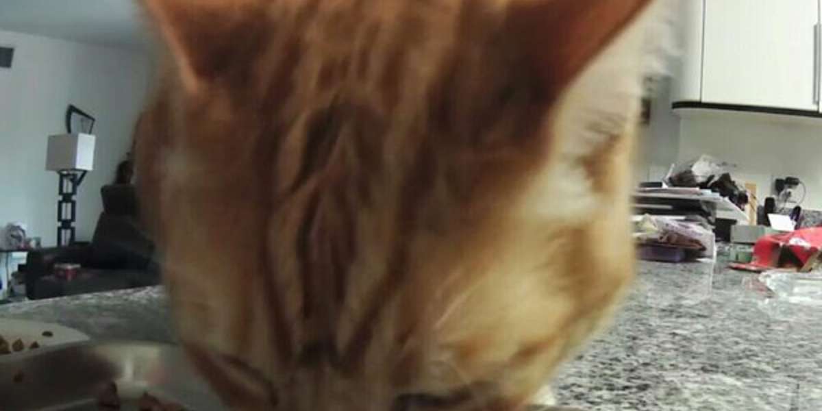 #catcam set up! Props @belkin @WEMO we #WEMOthat @kieranhannon pic ...