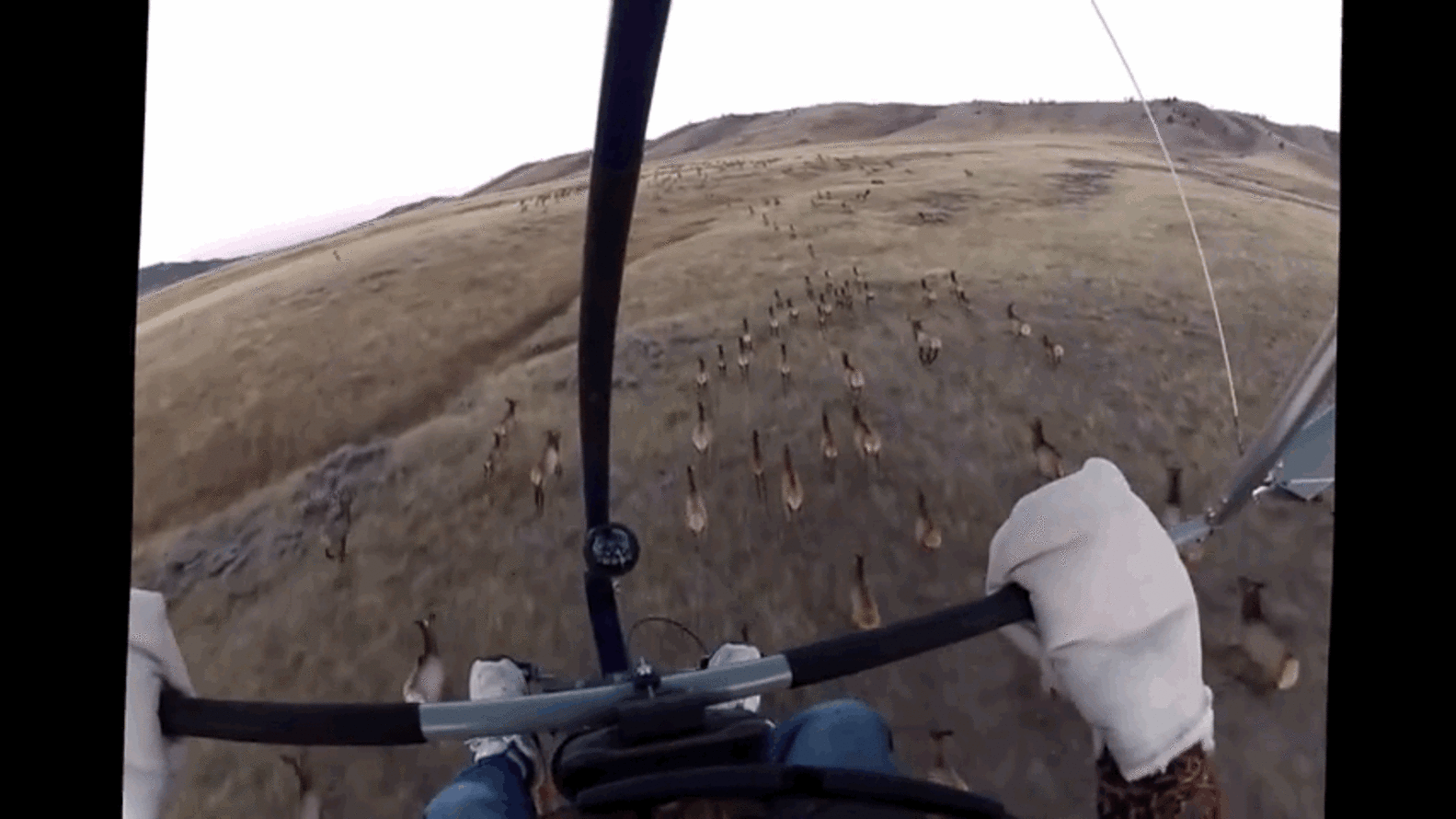 Mind-Blowing Elk Stampede Captured By Lucky Hang Glider - The Dodo