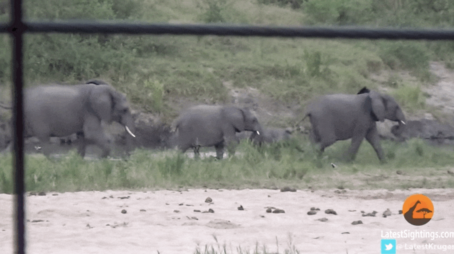 Clumsy Baby Elephant Falls Down, Causes A Pile-Up - The Dodo