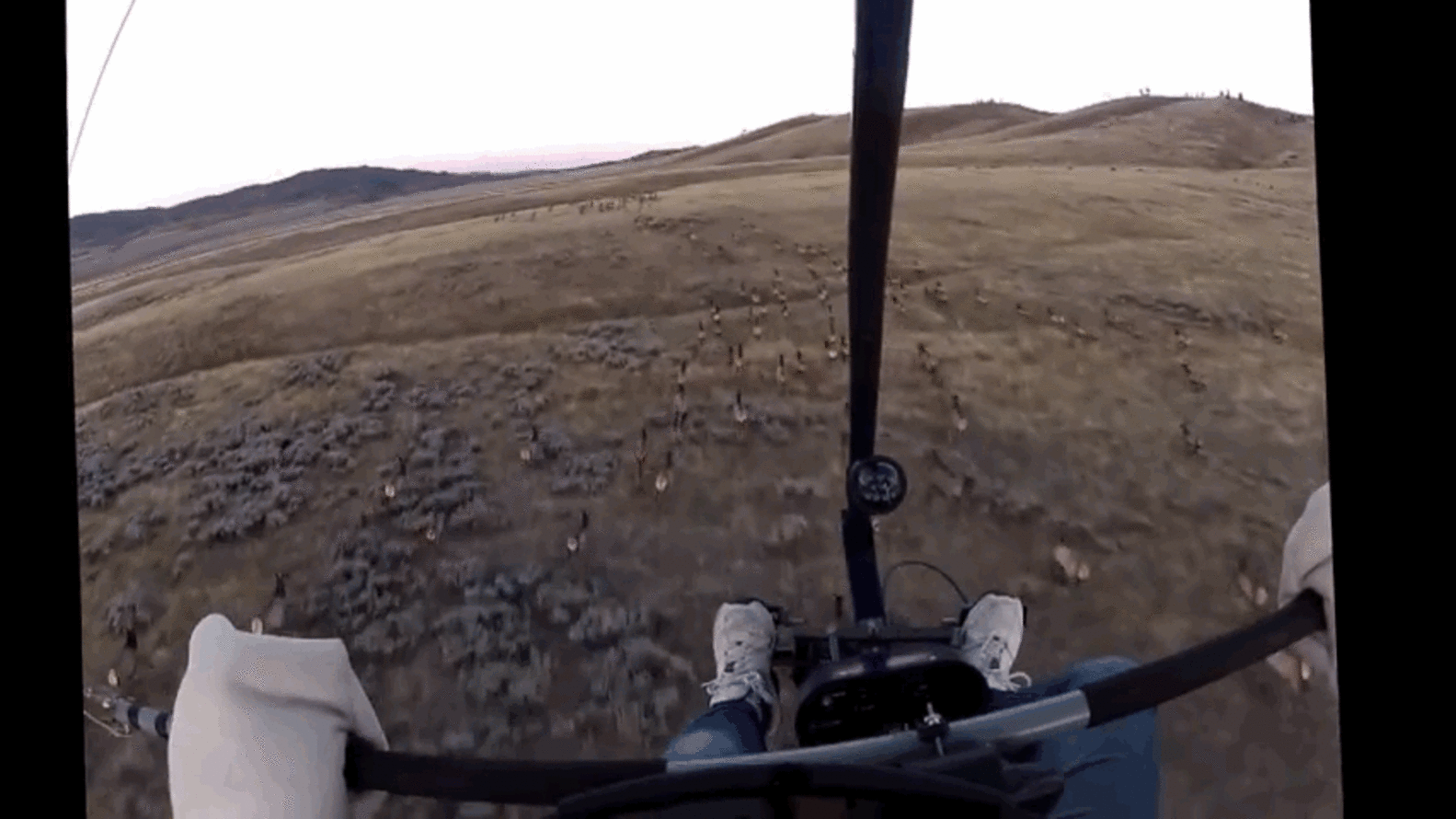Mind-Blowing Elk Stampede Captured By Lucky Hang Glider - The Dodo
