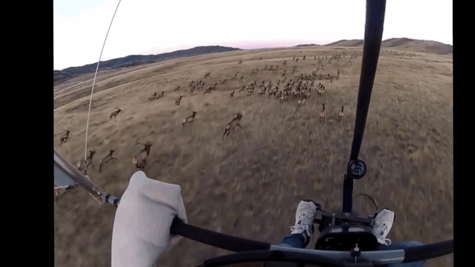Mind-Blowing Elk Stampede Captured By Lucky Hang Glider - The Dodo