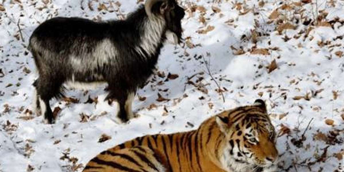 Zoo Tiger Betrayed By The Goat He Thought Was His Friend - The Dodo