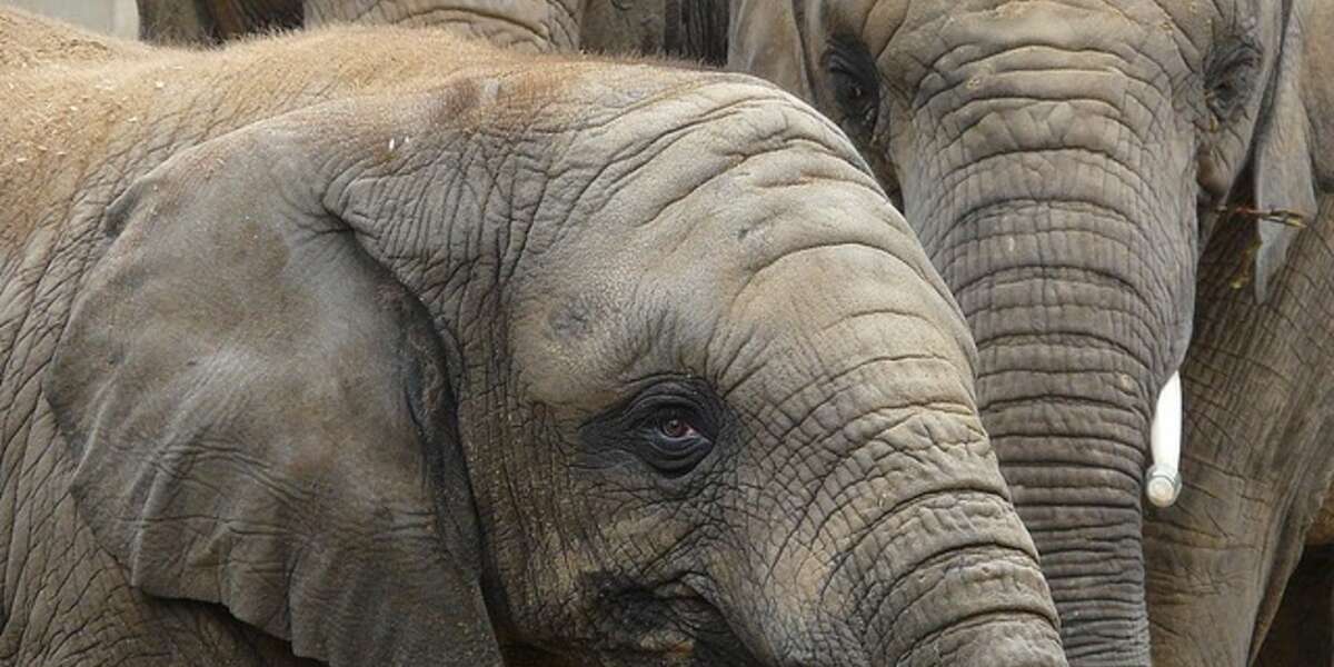 Poaching Arrests Bring Congo Crackdown To 11 - The Dodo