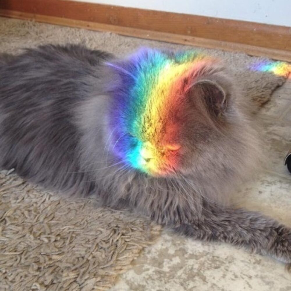 18 Pets Who Are Under Attack ... By Rainbows - The Dodo