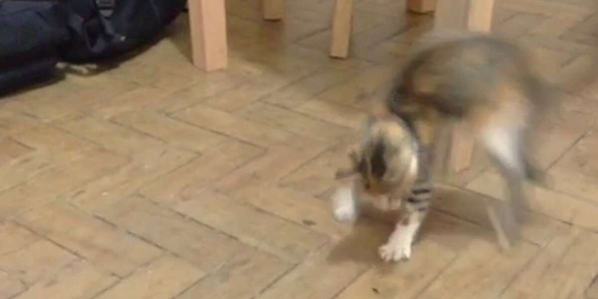 Kitten Meets Little Bug, Totally Loses Her Sh*t - The Dodo
