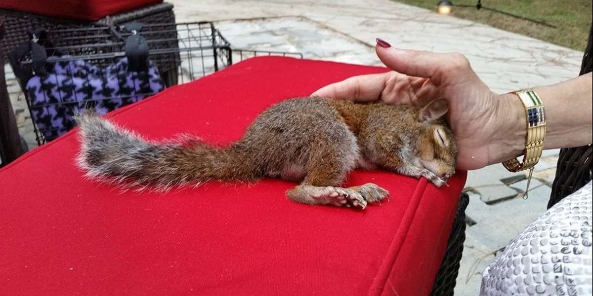 Baby Squirrel Who Can't Walk Loves Snuggling With His New Family - The Dodo