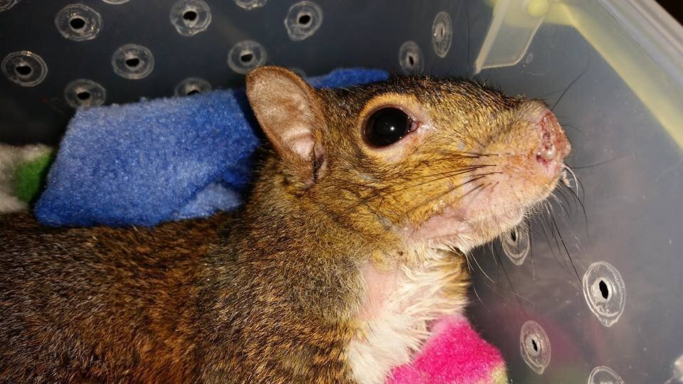 Baby Squirrel Who Can't Walk Loves Snuggling With His New Family - The Dodo