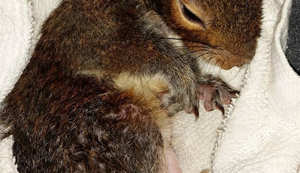 Baby Squirrel Who Can't Walk Loves Snuggling With His New Family - The Dodo