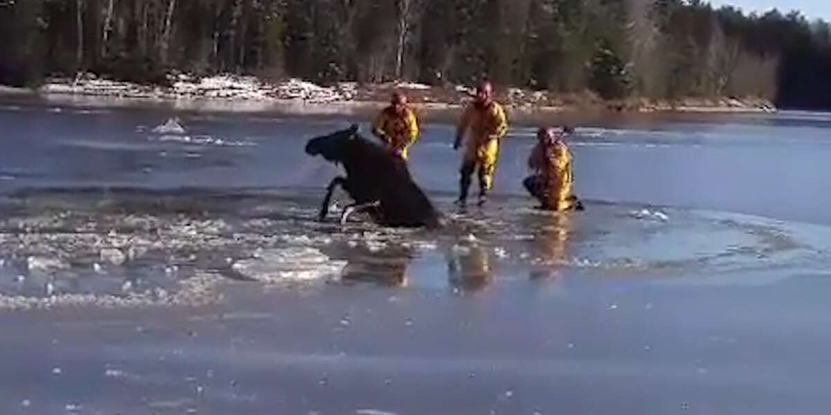 Firefighters Rescue Moose Trapped In Frozen River - The Dodo