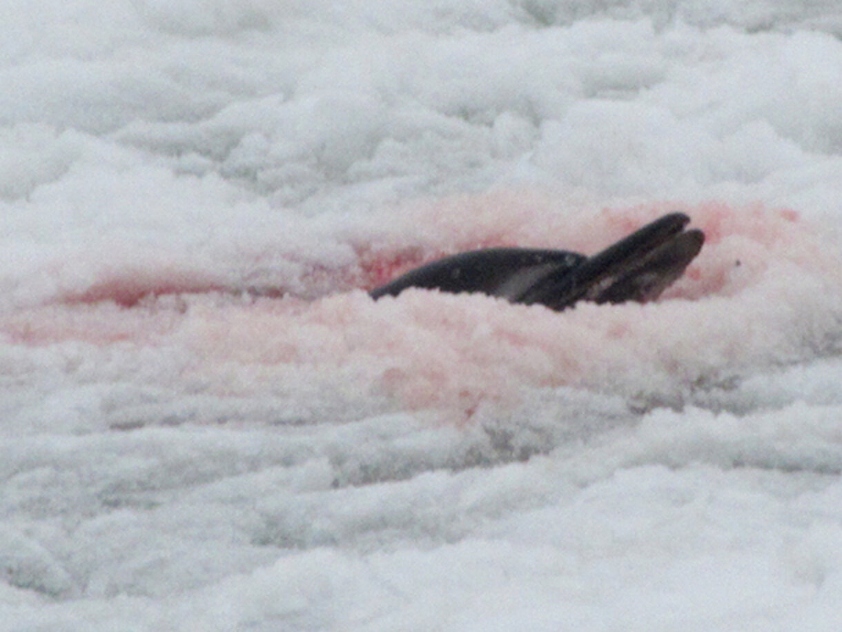 Dolphin Trapped In Ice Gets A Warm Blanket Rescue - The Dodo