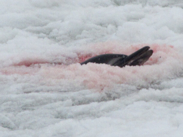 Dolphin Trapped In Ice Gets A Warm Blanket Rescue - The Dodo