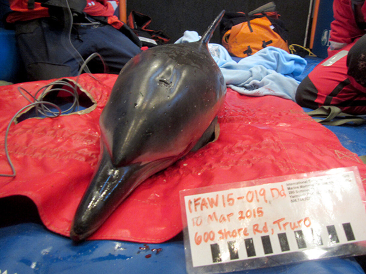 Dolphin Trapped In Ice Gets A Warm Blanket Rescue - The Dodo