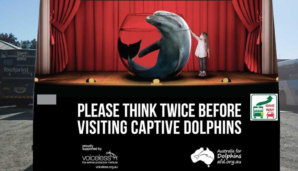 Australia takes a stand against dolphin captivity - The Dodo