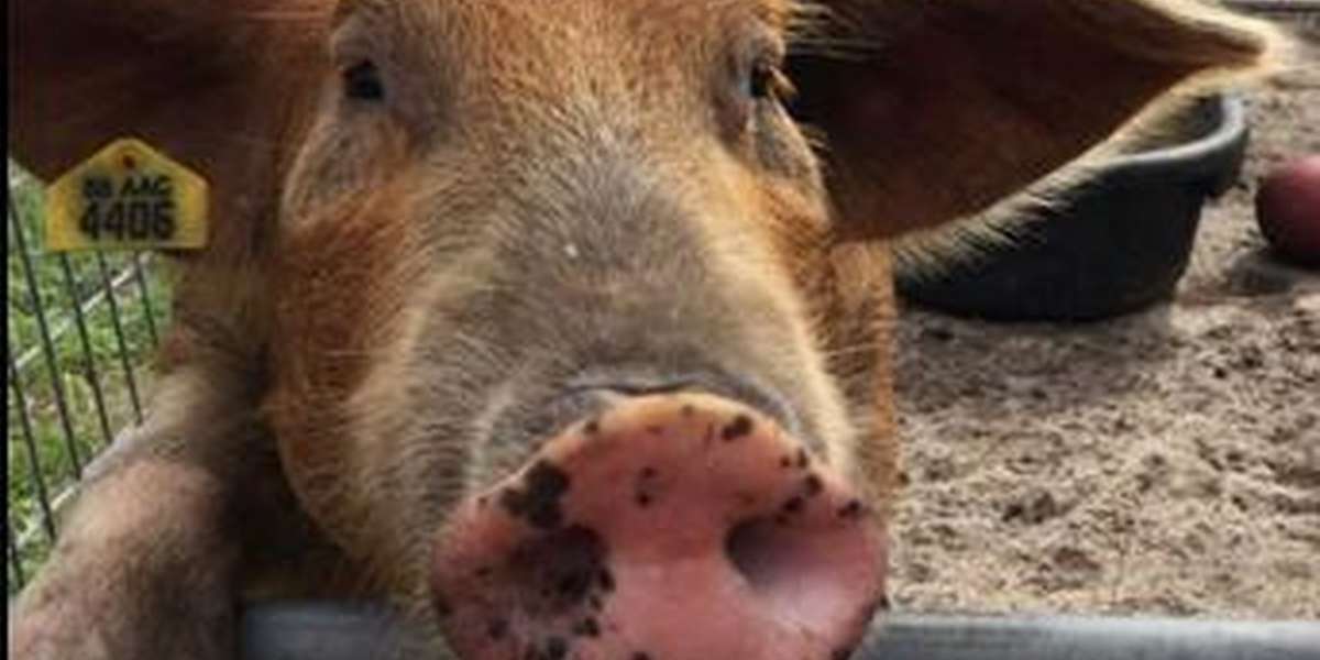 A Pig Celebration - The Dodo