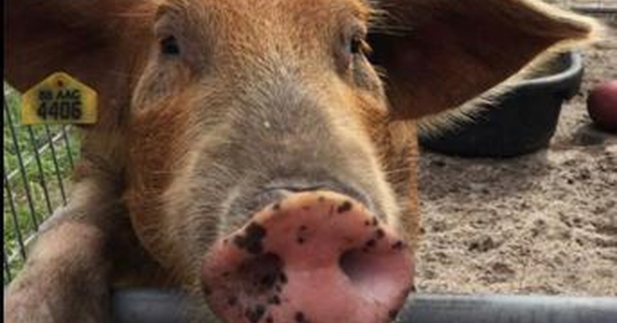 A Pig Celebration - The Dodo