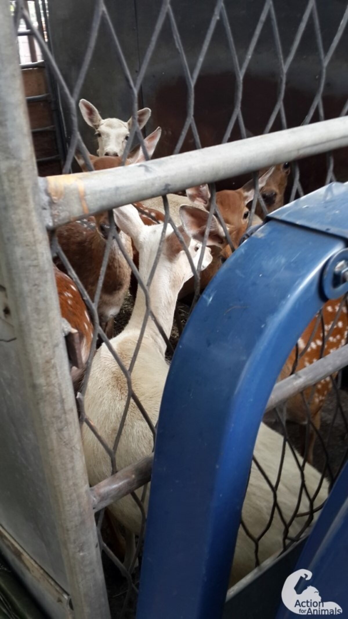 'Surplus' Zoo Animals Destined To Be Killed Get A Second Chance - The Dodo