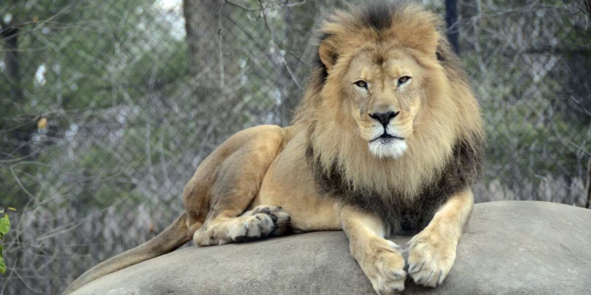 Saving zoo "surplus" lions and other animals from the bullet... - The Dodo
