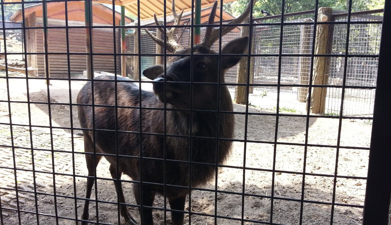 'Surplus' Zoo Animals Destined To Be Killed Get A Second Chance - The Dodo