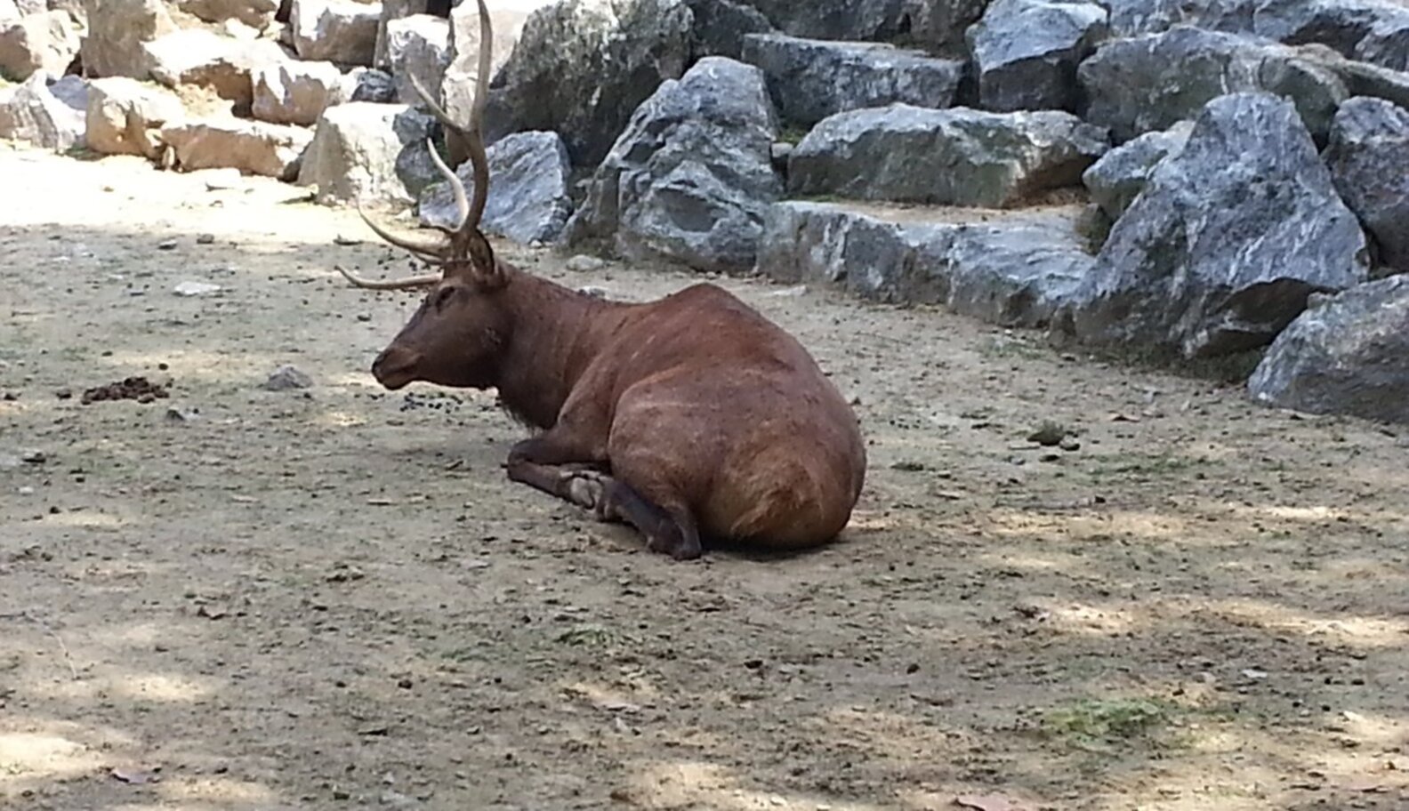 'Surplus' Zoo Animals Destined To Be Killed Get A Second Chance - The Dodo