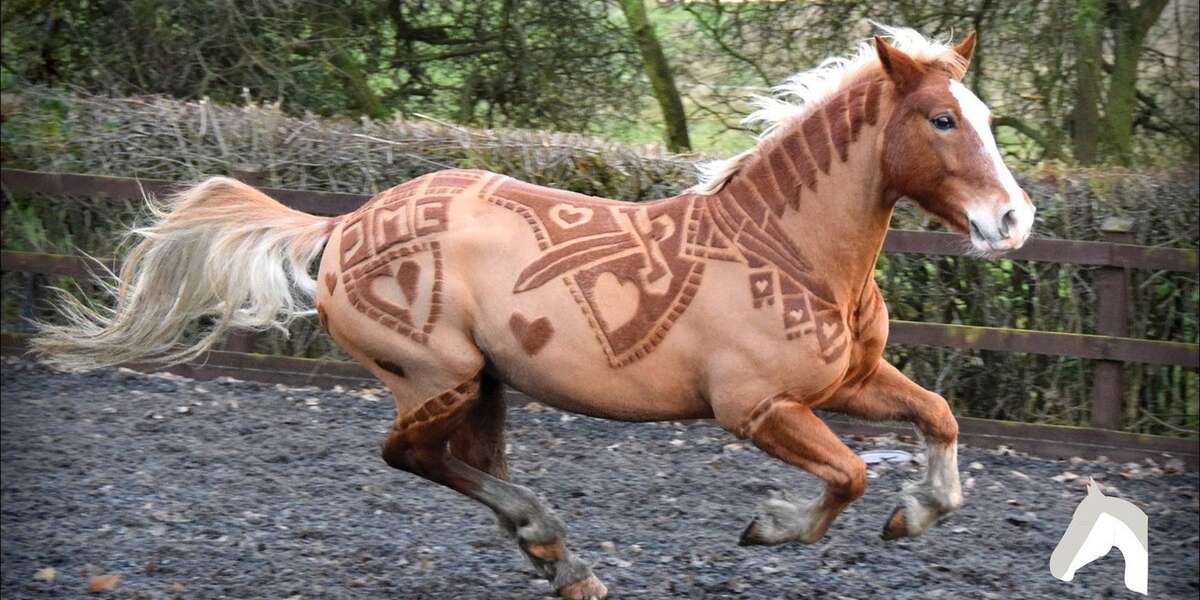 Very Lucky Animals Get The COOLEST Haircuts - The Dodo