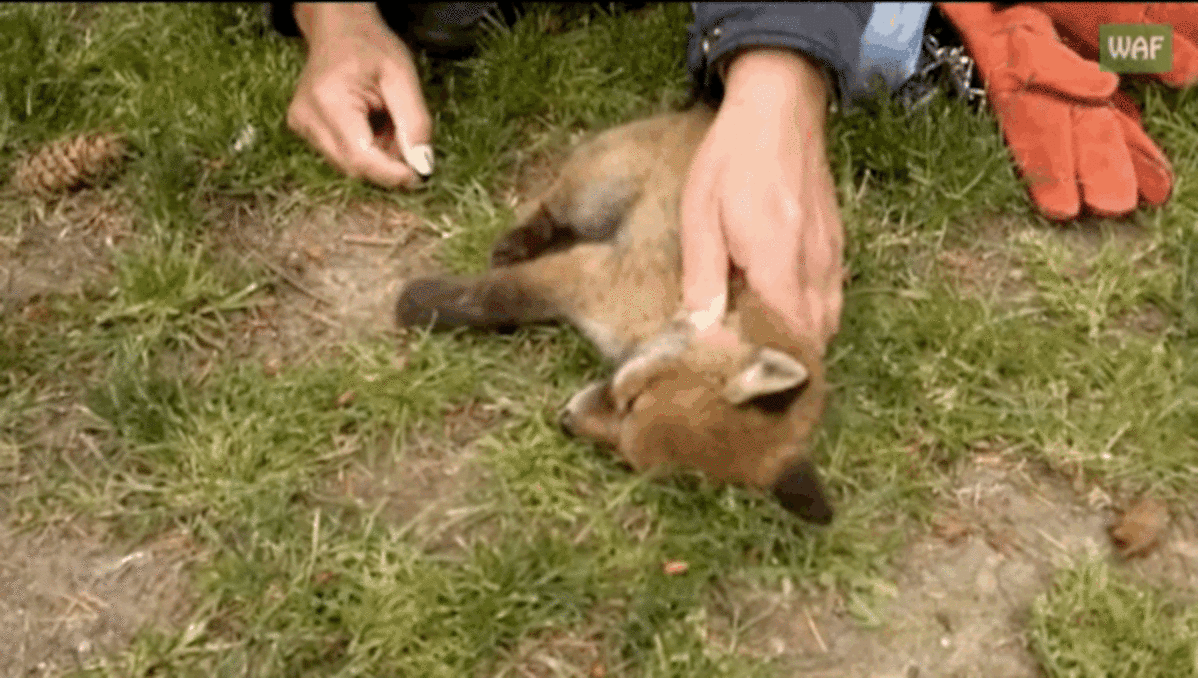 Frightened Baby Fox Tangled In Football Net Gets A Helping Hand - The Dodo