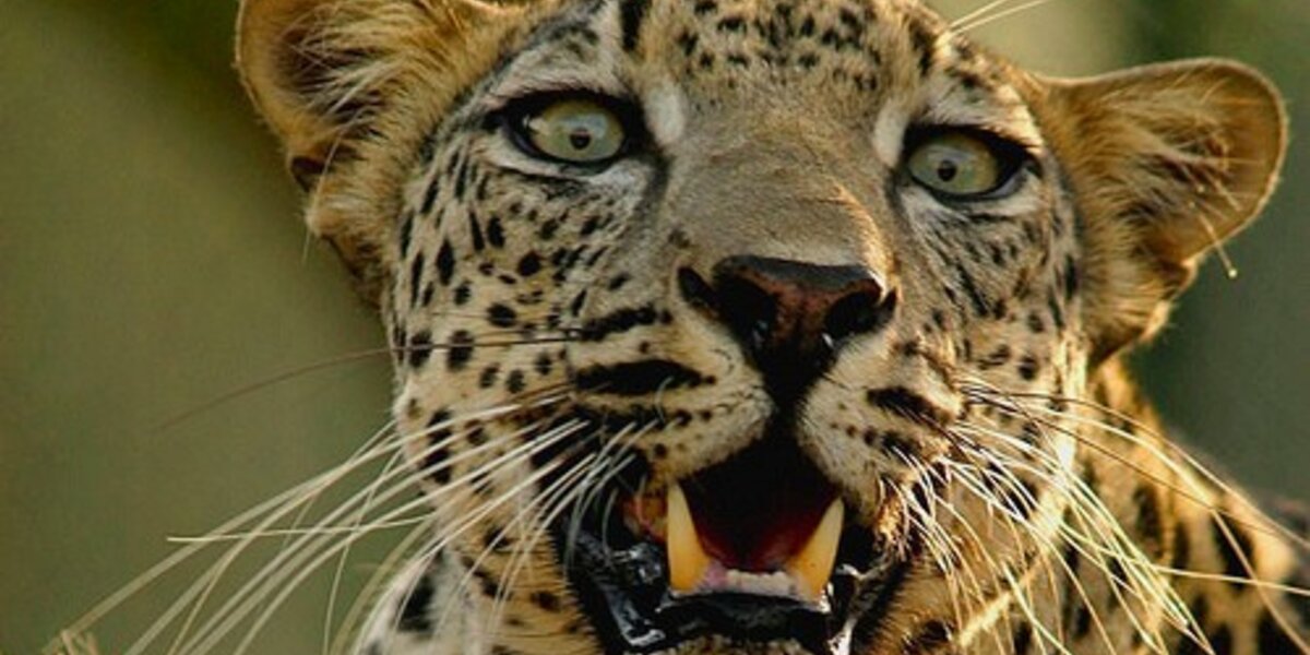 Faux Leopard Skins May Save The Real Thing - The Dodo