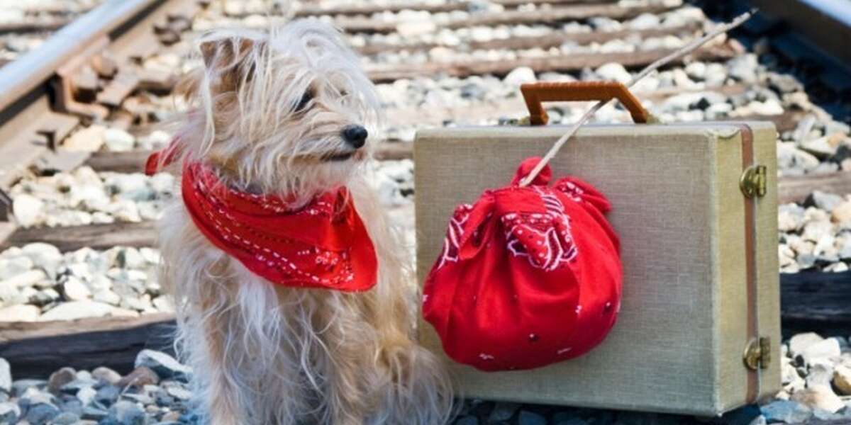 Bob The Railway Dog - The Dodo
