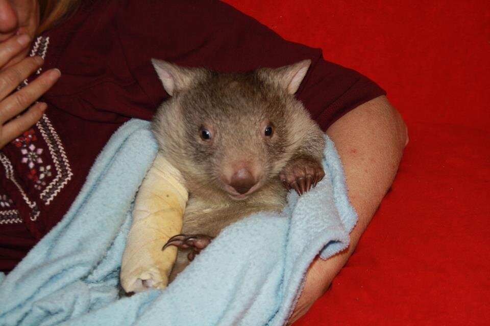 Rescued Wombat With 3 Broken Legs Grows Up So Fat And Happy - The Dodo