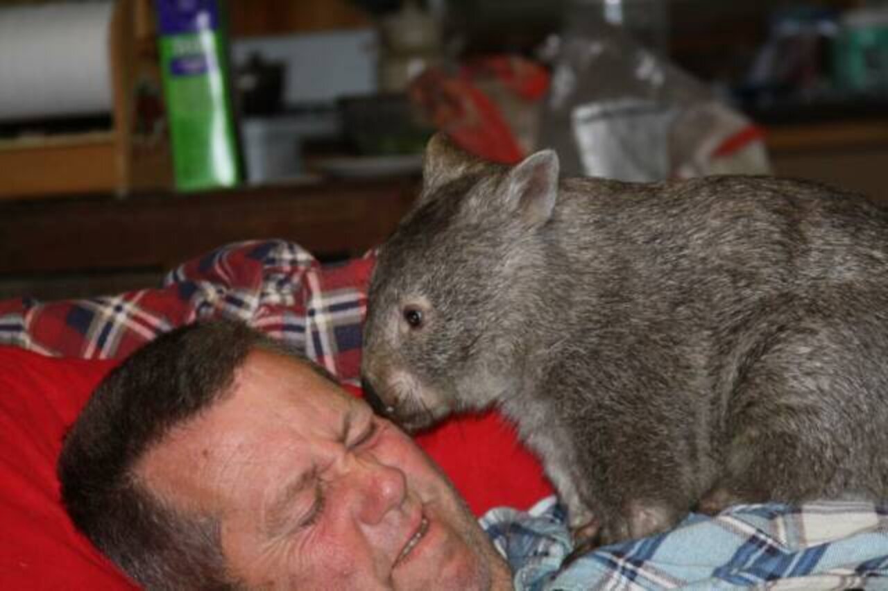 Rescued Wombat With 3 Broken Legs Grows Up So Fat And Happy - The Dodo