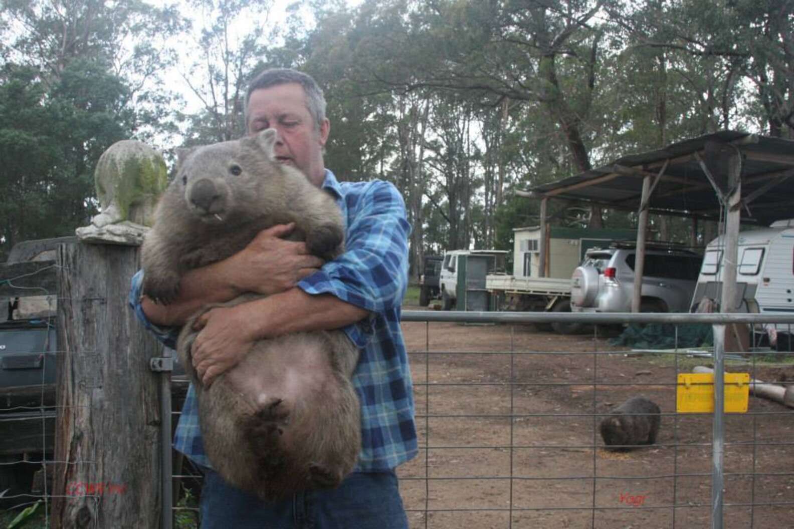 Rescued Wombat With 3 Broken Legs Grows Up So Fat And Happy - The Dodo