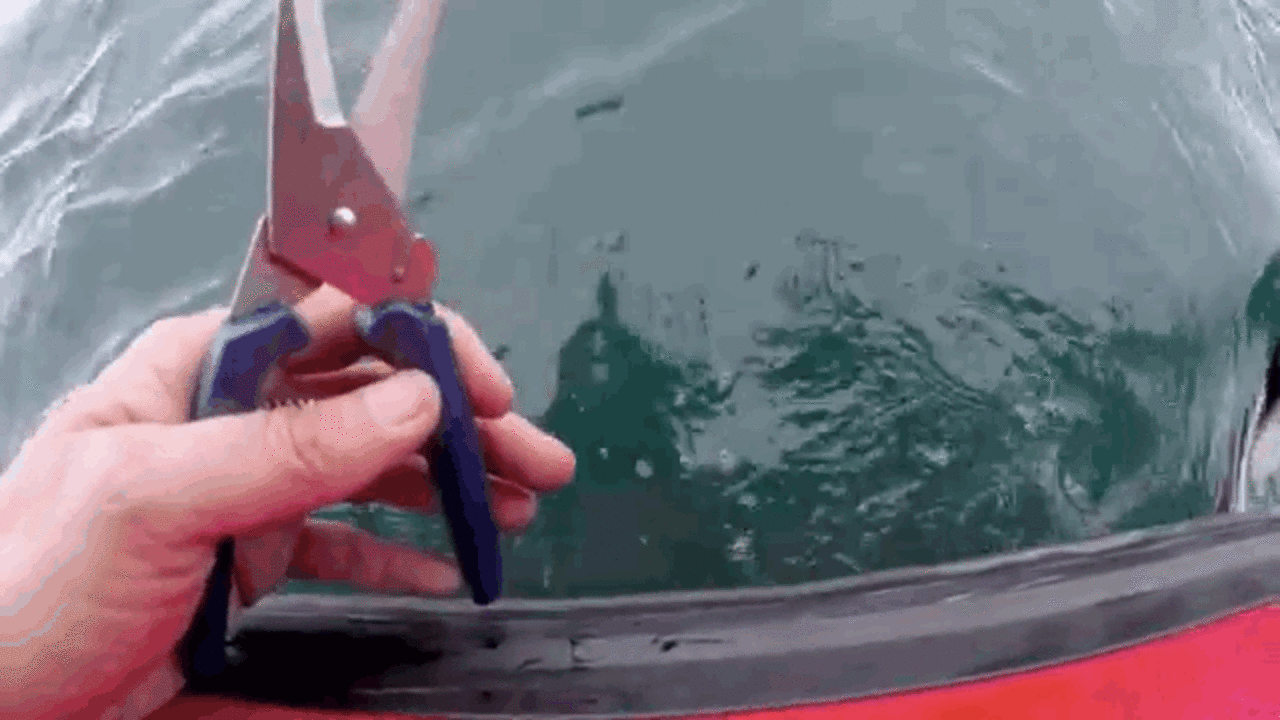 Entangled Orca Rescued In Newly Released Footage - The Dodo