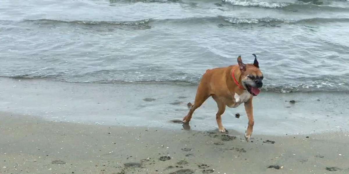 3-Legged Dog Runs Around The Beach With Her Friends - The Dodo