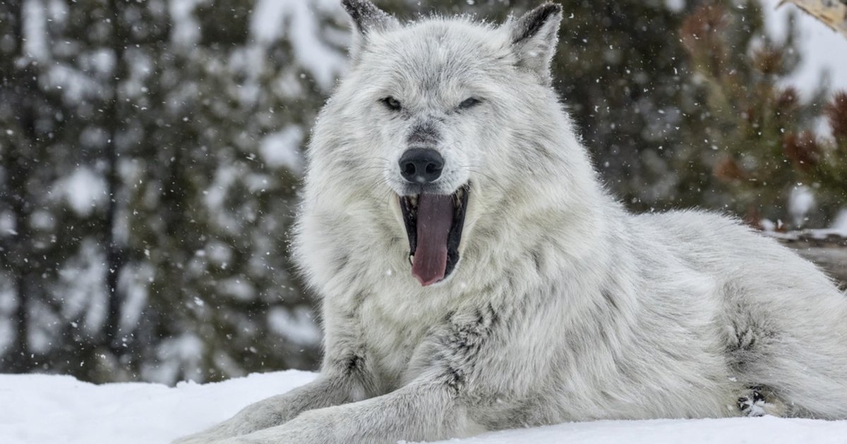 Shooting Wolves Isn't Working. Here's Why. - The Dodo