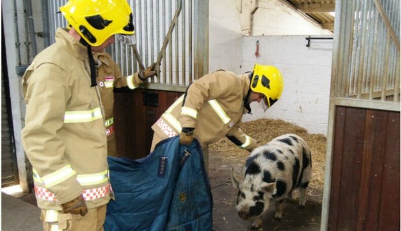 Firefighters' Assistant Pig "Fireman Ham" Retires To Local Farm - The Dodo