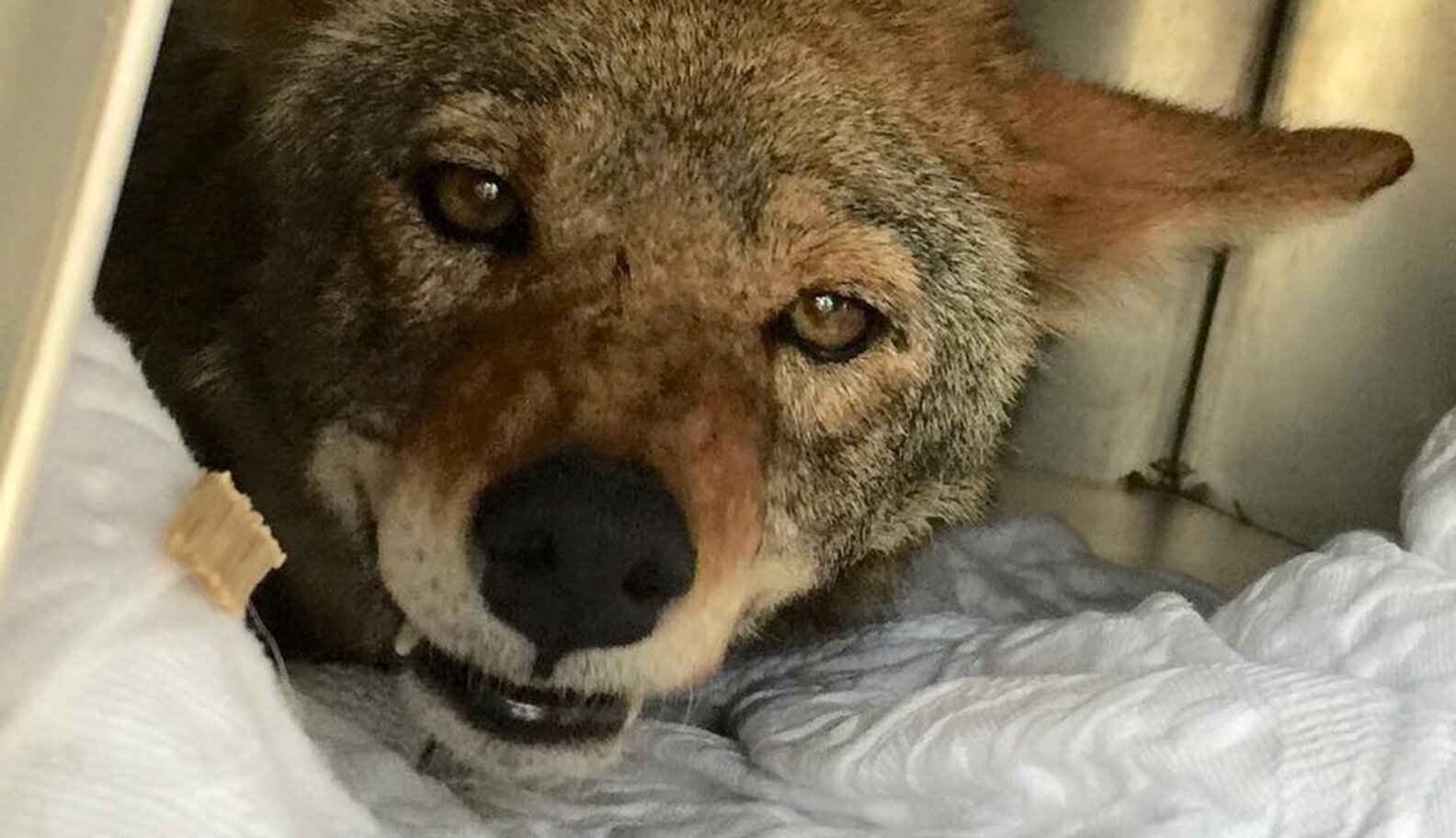 Coyote Tied Up And Hung In Sick Ritual Finally Gets The Dignity He ...
