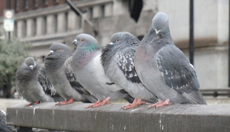 How New York City Pigeons Comforted Me Through Divorce - The Dodo