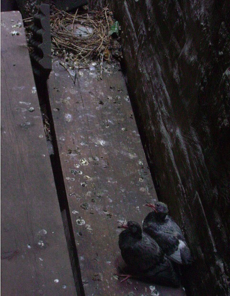 How New York City Pigeons Comforted Me Through Divorce - The Dodo