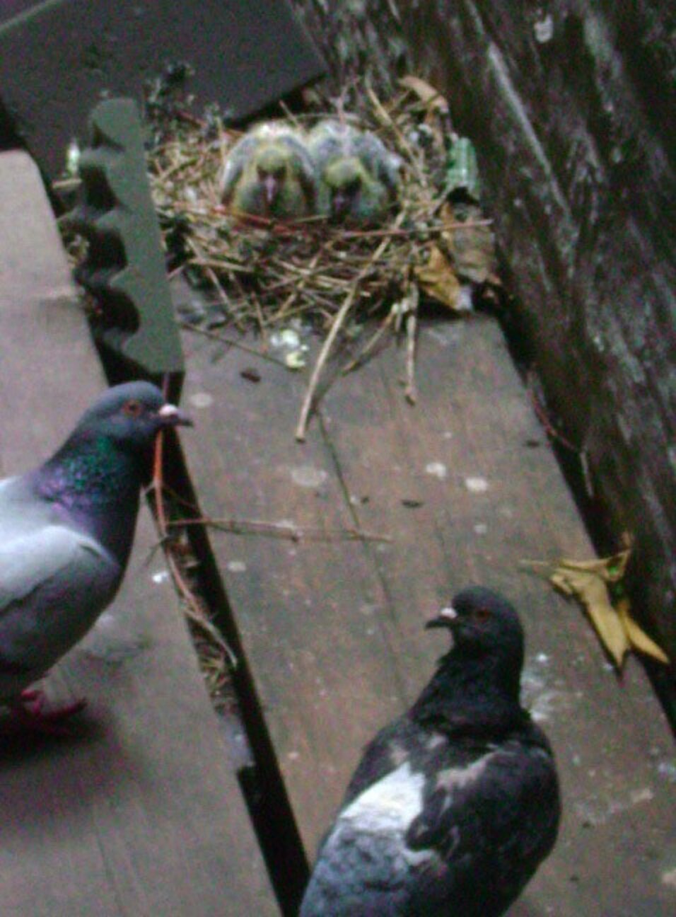 How New York City Pigeons Comforted Me Through Divorce - The Dodo