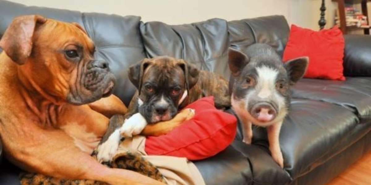 5 Animals Who Aren't Dogs But Clearly Think They Are - The Dodo
