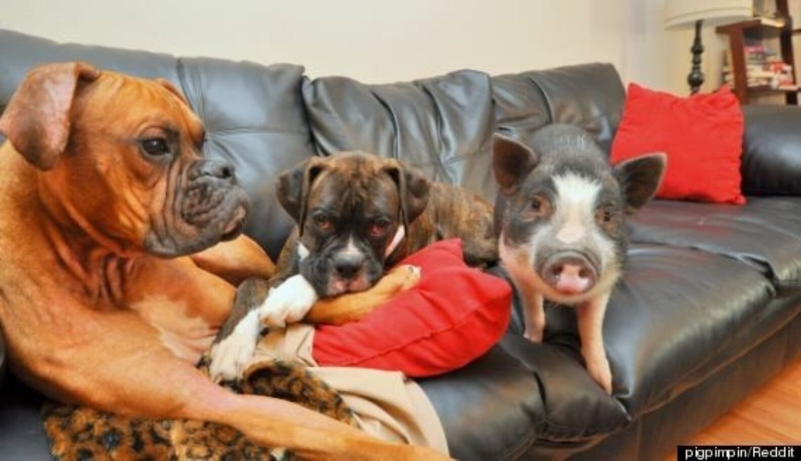 5 Animals Who Aren't Dogs But Clearly Think They Are - The Dodo